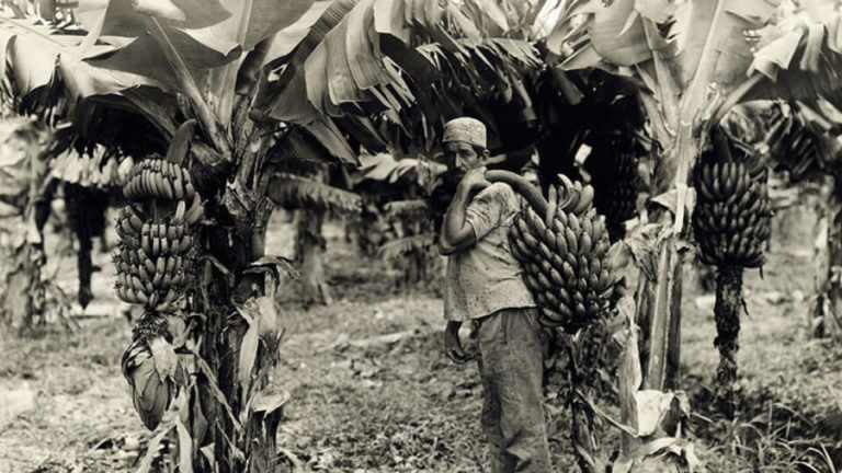El surgimiento y establecimiento de la industria bananera en Ecuador ...
